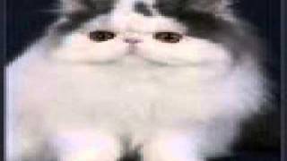 Tim Keegan and the Homer Lounge-Save Me From the Happiness Chords ...