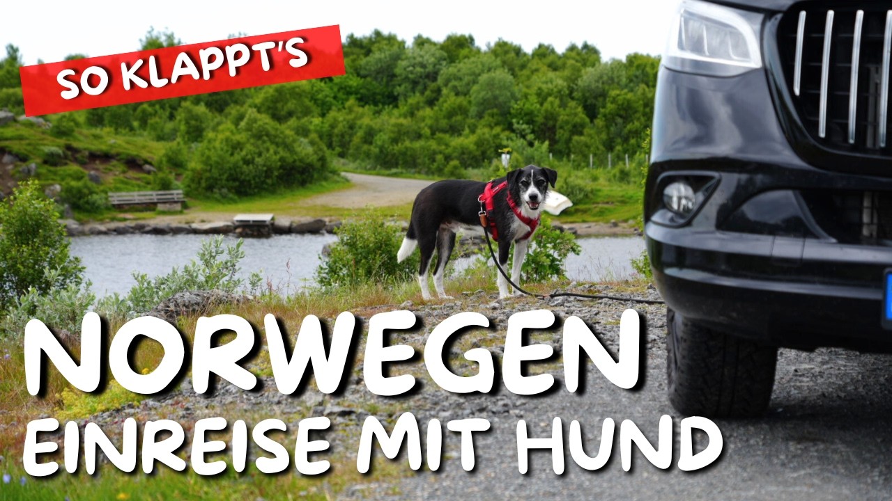 Einreise Hund Norwegen Ber Schweden