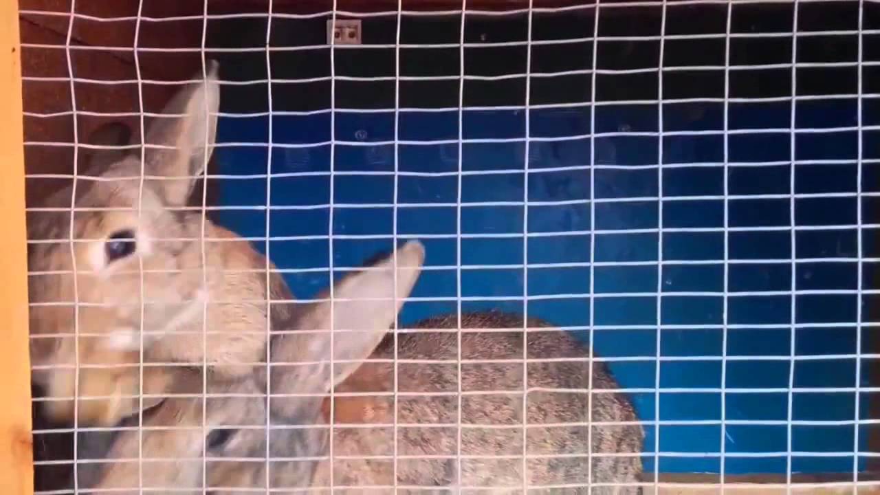Helicopter-Eared bunnies - YouTube