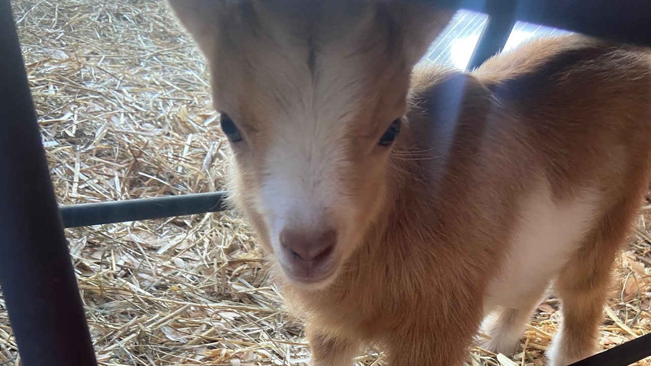 Sweet 4 Day Old Baby Goat - YouTube