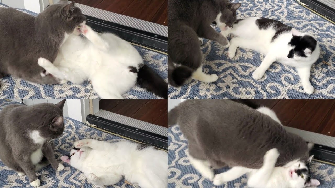 huge cat 'fighting' outmatched kitten (Part 2): Daisy and Moo - YouTube