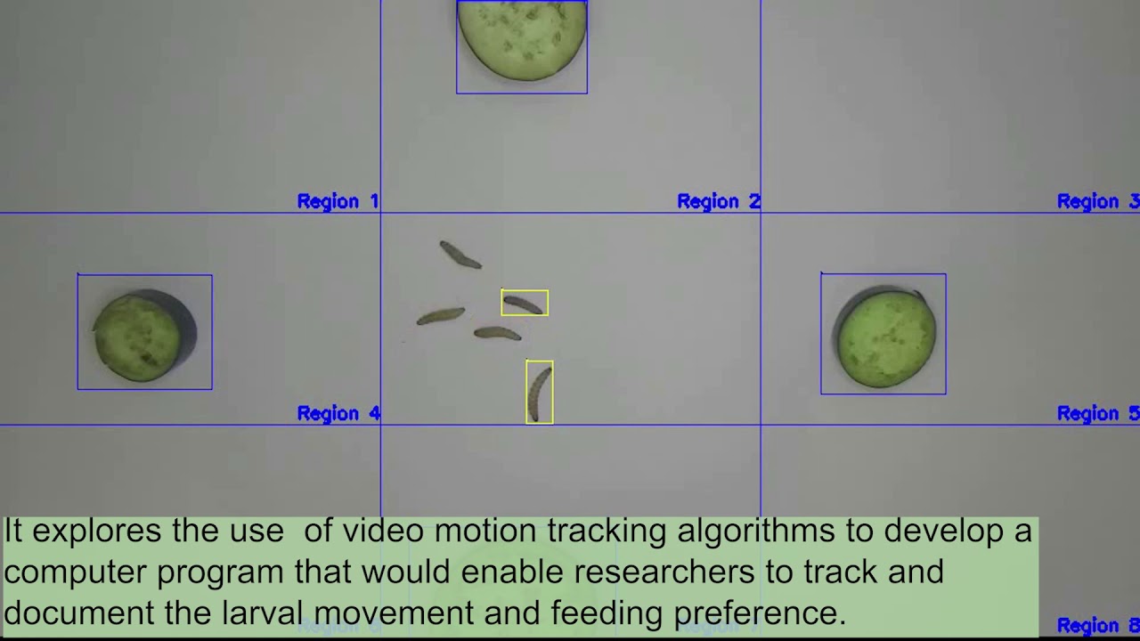 EFSB (Eggplant Fruit and Shoot Borer) Motion Tracking Software - YouTube