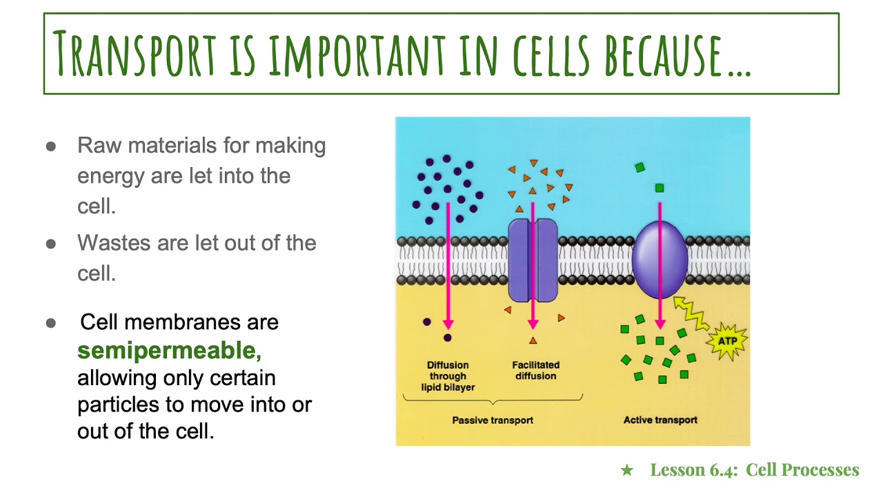 Lesson 6 4 Cell transport PP Voice - YouTube
