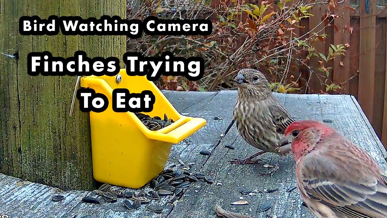 Bird Watching Camera - Finch Couple Trying To Eat - YouTube
