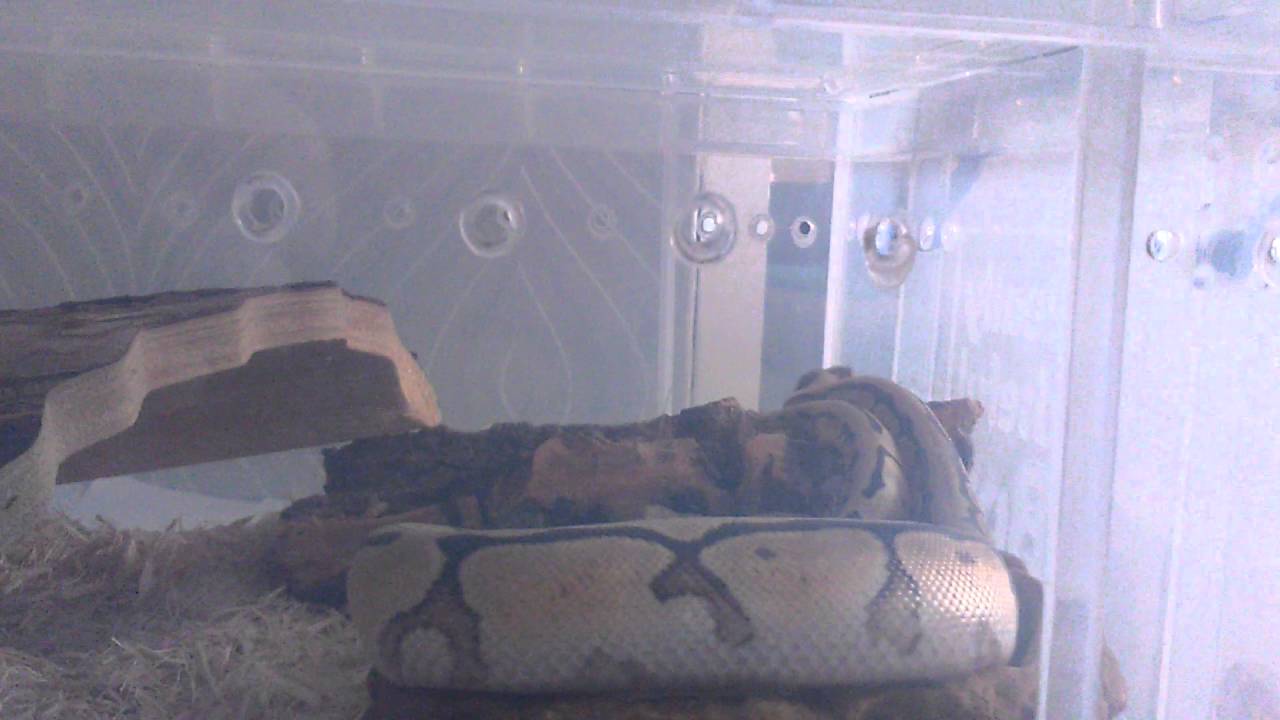 My baby phantom spider royal python's head wobble - YouTube