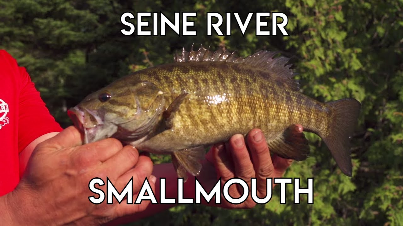 Seine River Smallmouth - YouTube