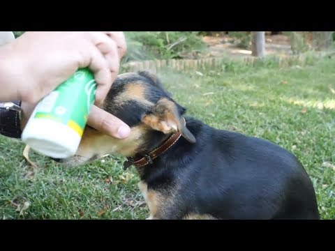 Cómo usar el spray antiparasitario 100% natural Disane