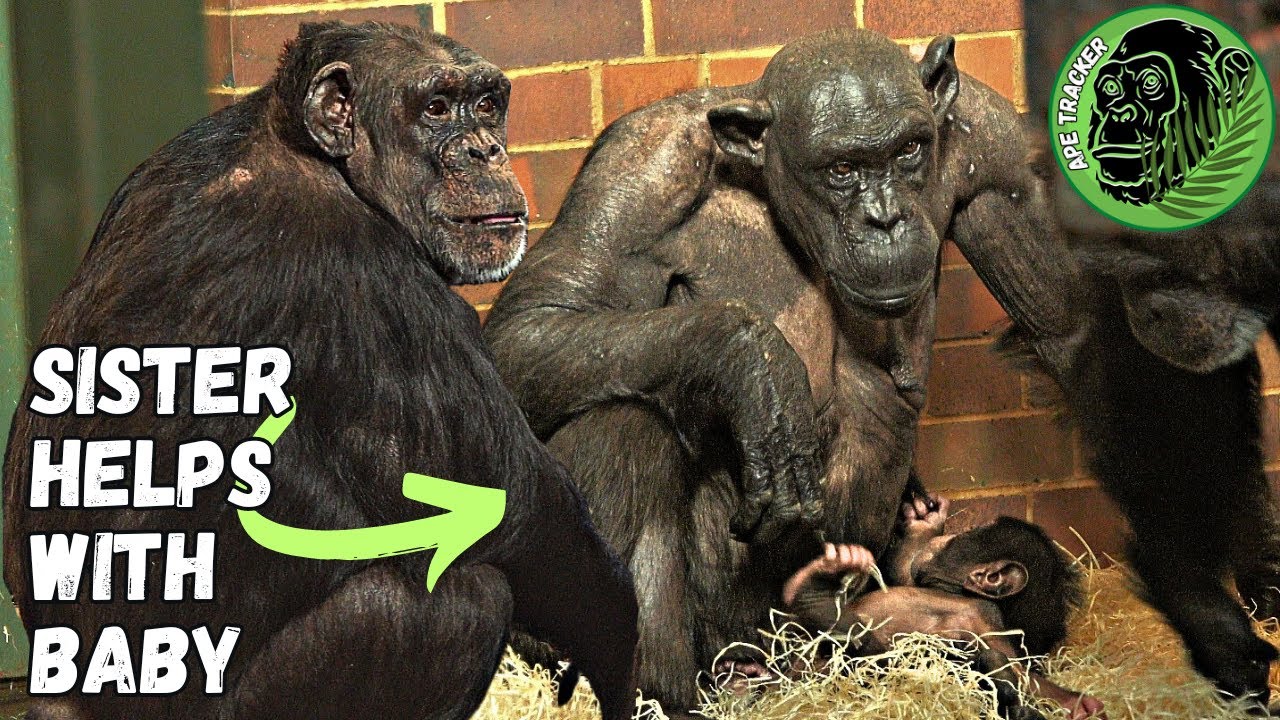 Caring Chimpanzee Helps Sister With Her New Baby #babyanimals - YouTube