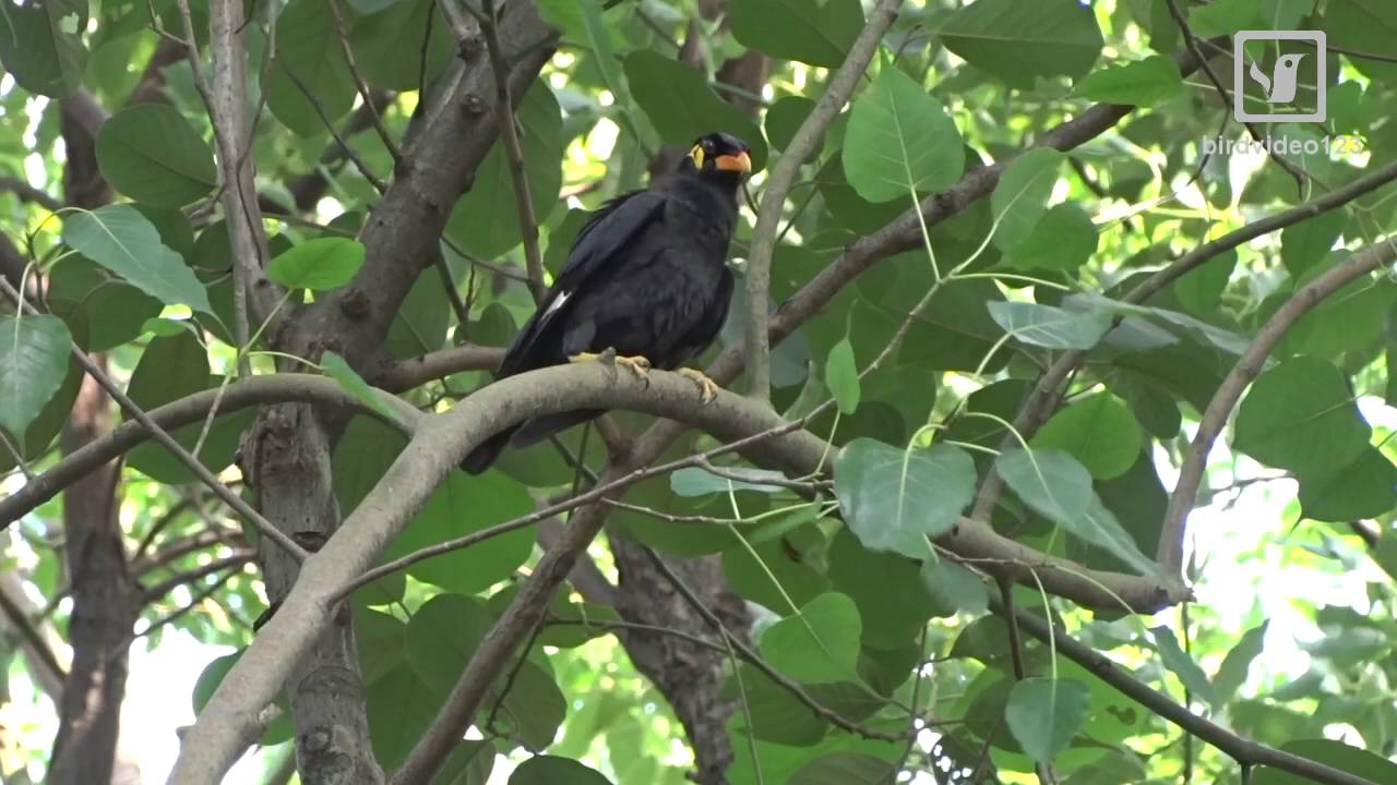 Common Hill Myna Call (in Hong Kong) - YouTube