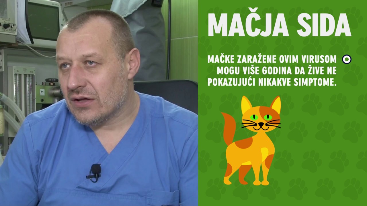 MAČJA SIDA - FIV - YouTube