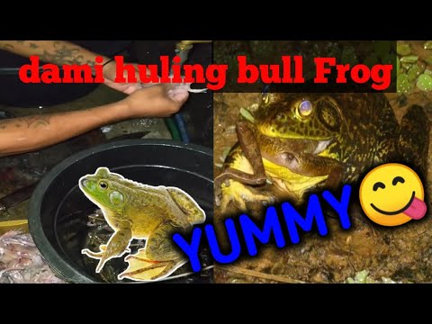 Catching Amazing BULLFROG/Palakang Probinsya/YUMMY - YouTube