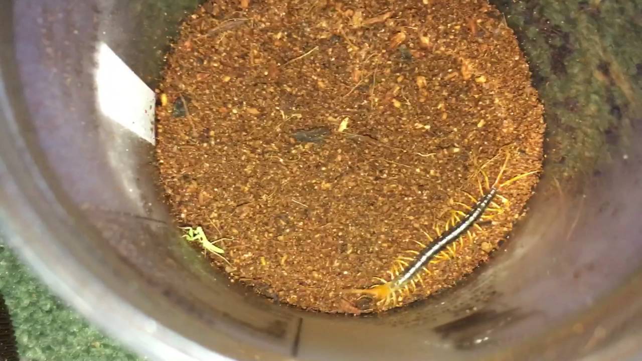 Vietnamese centipede "vs" Praying mantis - YouTube