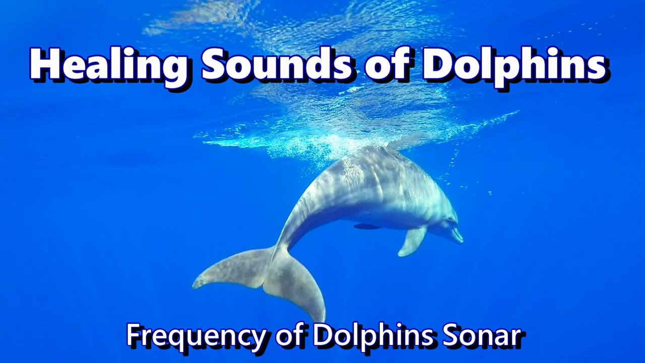 Healing Sounds & Frequency of Dolphins Sonar; Dolphins underwater ...
