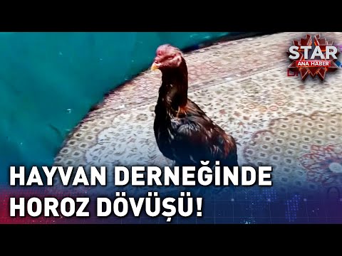 Hayvan Derneğinde Horoz Dövüşü! | Star Ana Haber