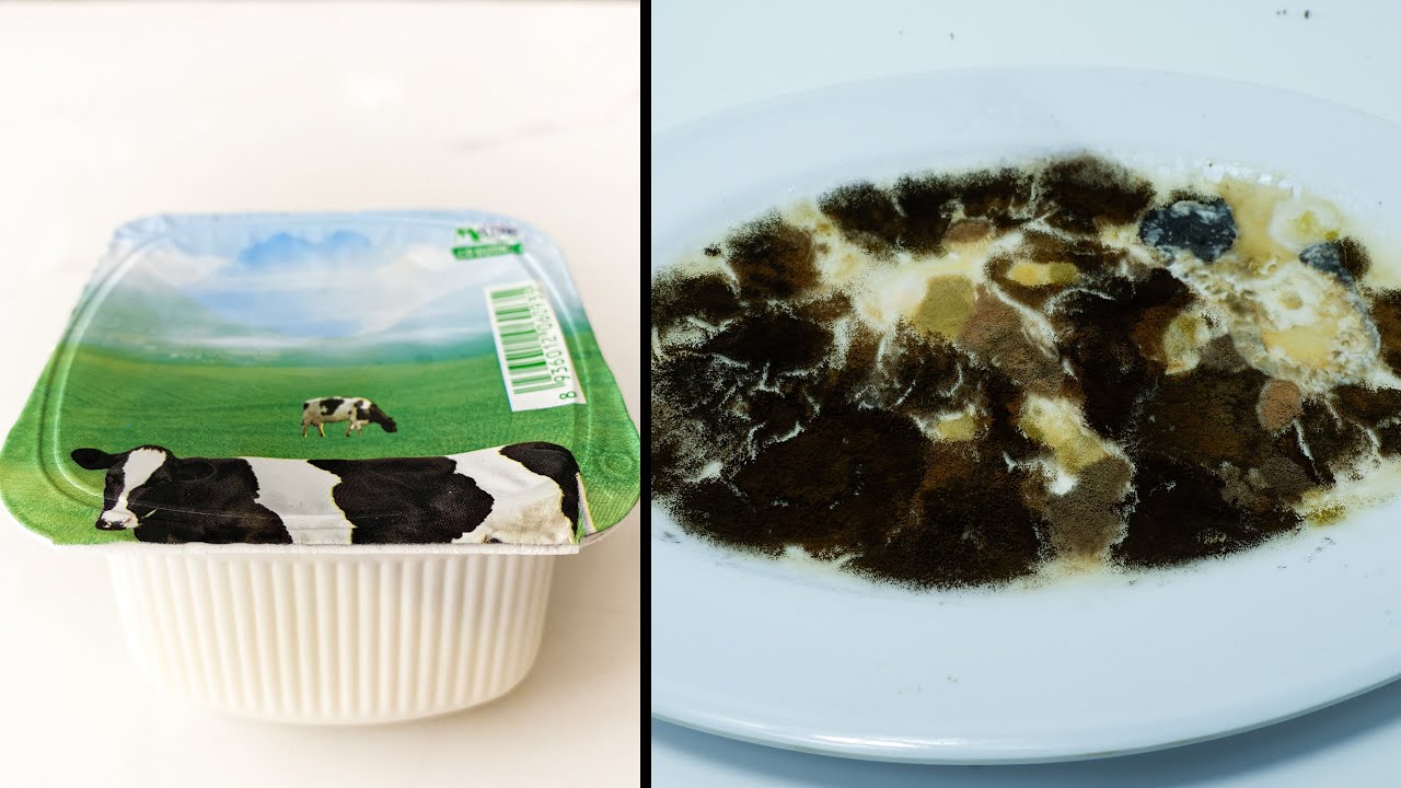 Rotting Yogurt Time Lapse - Rotting Food 30 Days in 1 Minute - YouTube