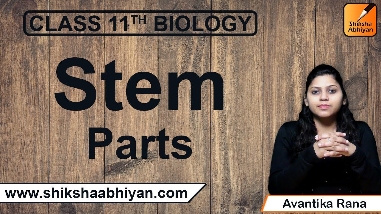 Stem Parts-#CBSE Class 11 Biology - YouTube
