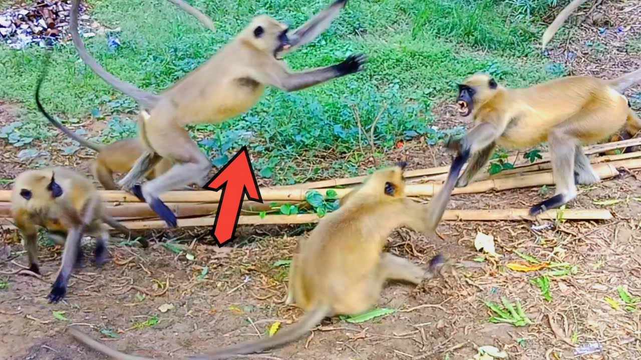 Monkey border disputes fight || Two Groups Angry Monkey Fight - YouTube