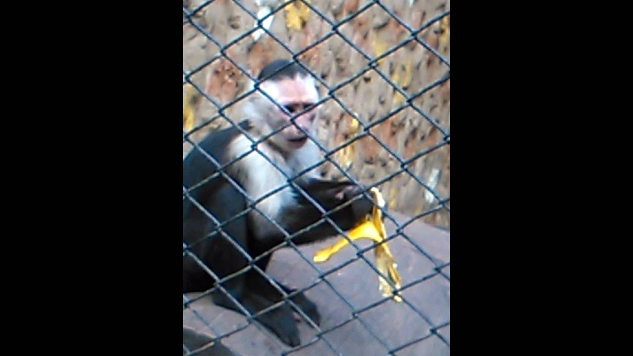 Mono comiendo banano - YouTube