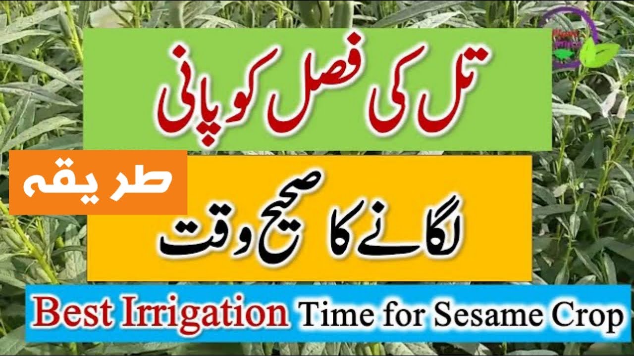 Best time of irrigation for sesame crop |till or tilli ko pani kab ...