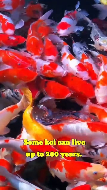 The Koi Fish Legend You’ve Never Heard Before! #koi #fish #animals #wildlife #youtubeshorts # ...