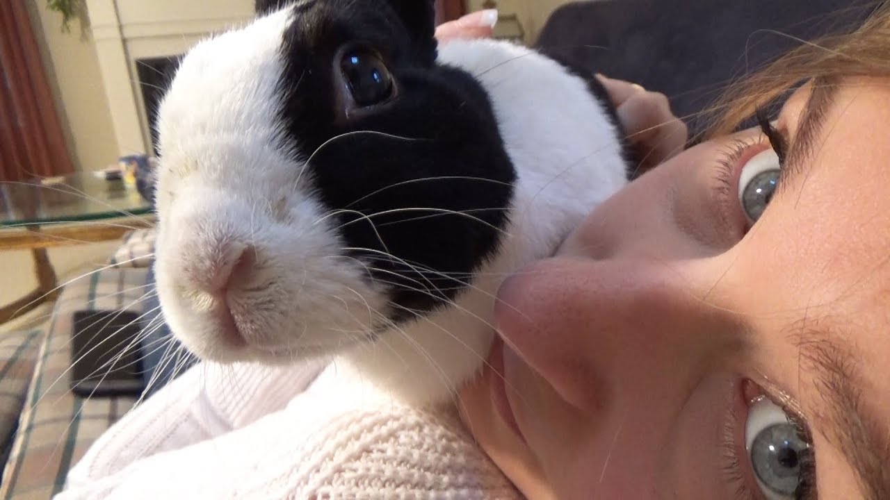 Rabbit petting up close! - YouTube