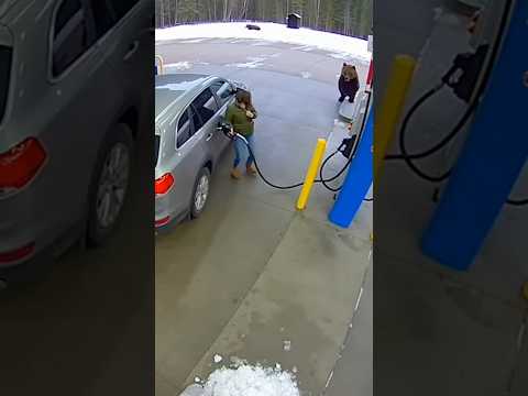 Shocking CCTV Footage: Grizzly Bear Appears at Gas Station