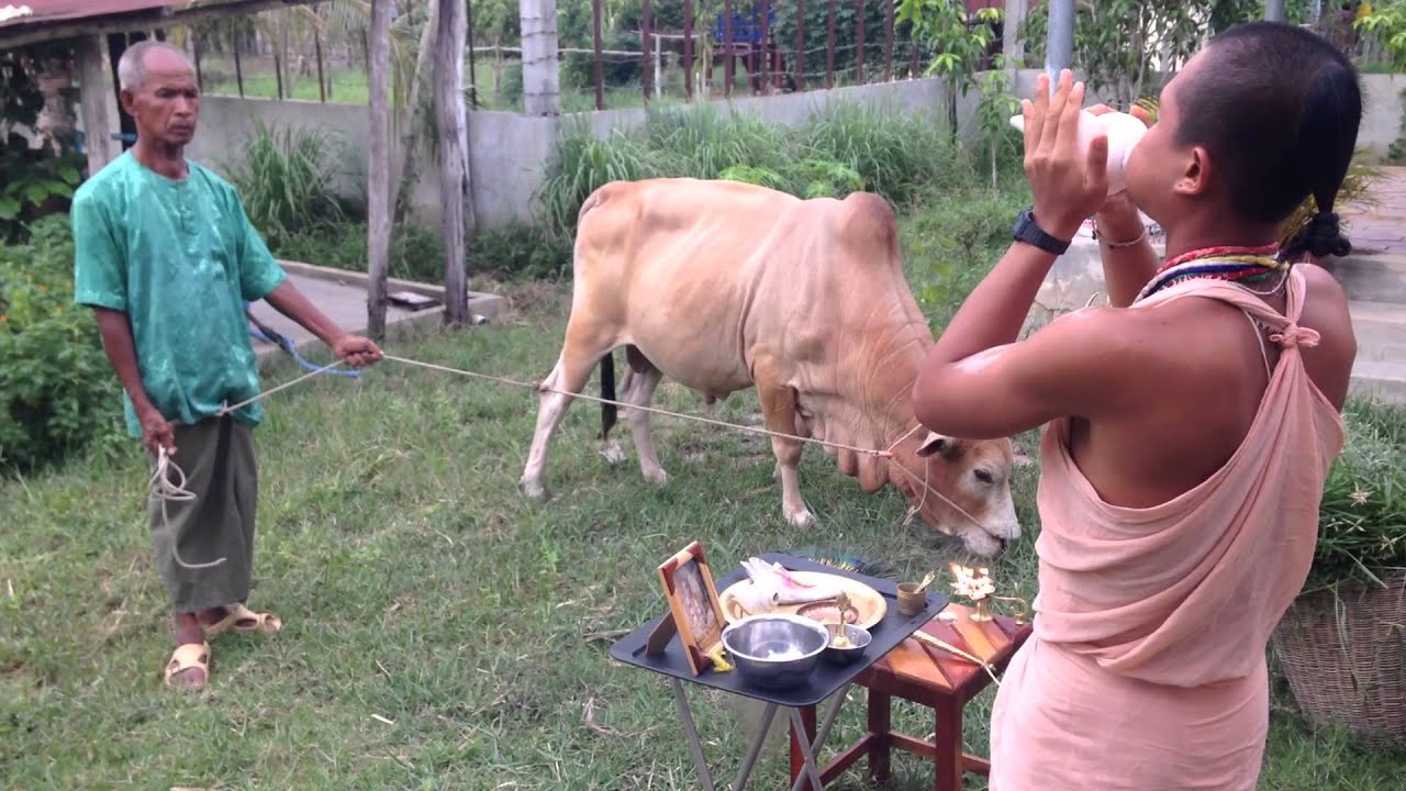 Go-Puja — The Worship of the Cow - YouTube
