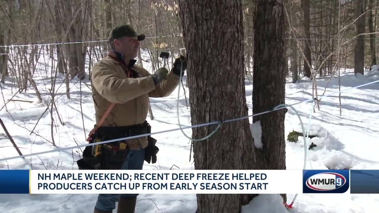 Forecast ideal for maple season in New Hampshire - YouTube