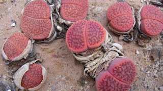 How to know when to water the Living stones