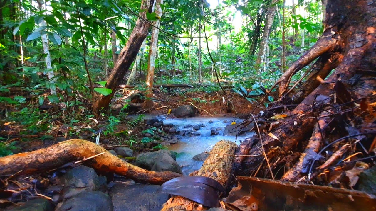 Peaceful Forest, Calm Water Sounds, For Relax, Sleep & Healing Nature ...