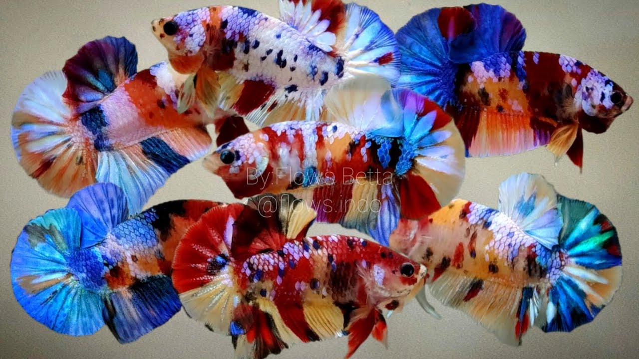 Betta Fish Multicolour - YouTube