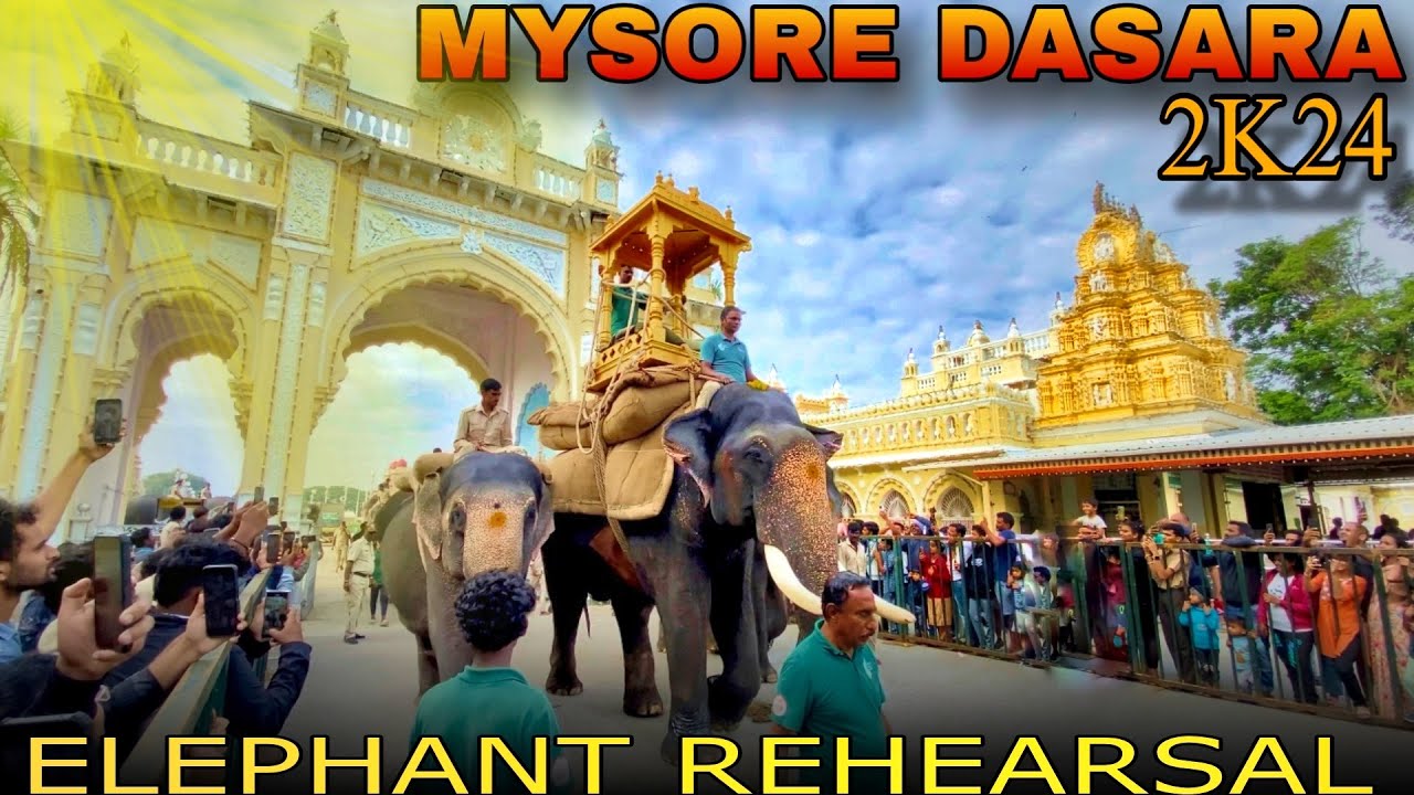 World-famous Mysore Dasara Jambu Savari elephants rehearsal 2024 Hello ...