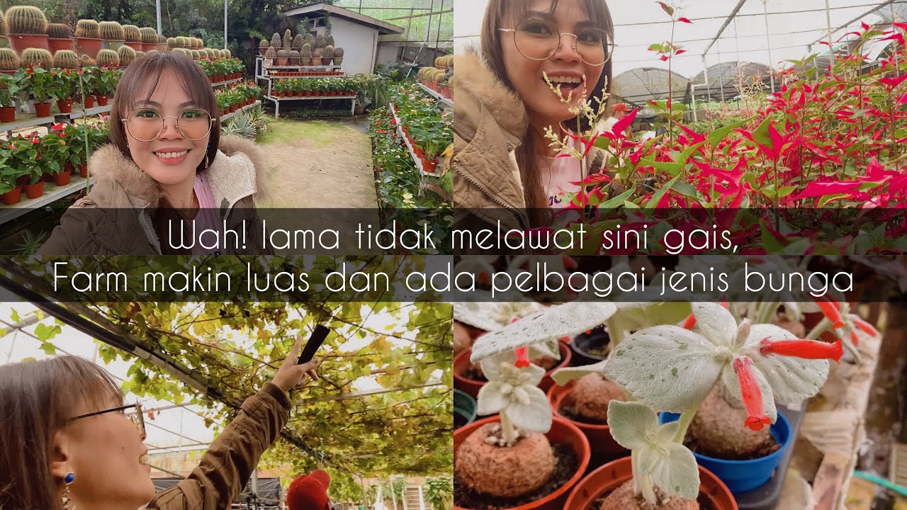 Diary’s Vlog | jic seng nursery, kedai bunga terbesar di kundasang ...