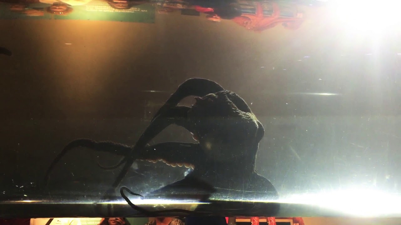 Seattle Aquarium’s Giant Pacific Octopus Bailey - YouTube