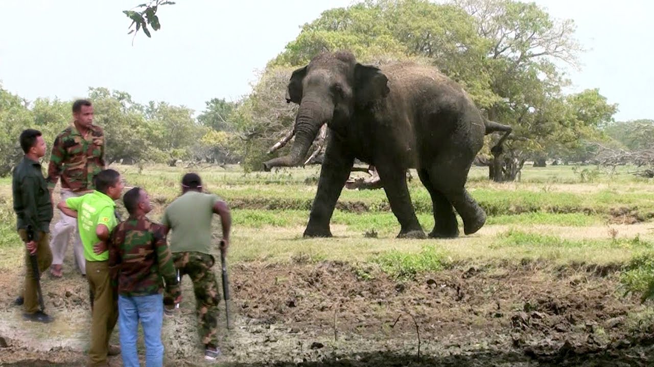 Serious leg injured majestic elephant treated by wildlife officers ...