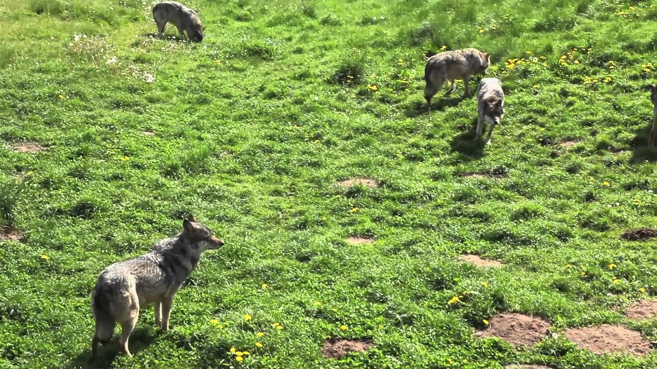 Skandinavisk Dyrepark - Ulve.mov - YouTube