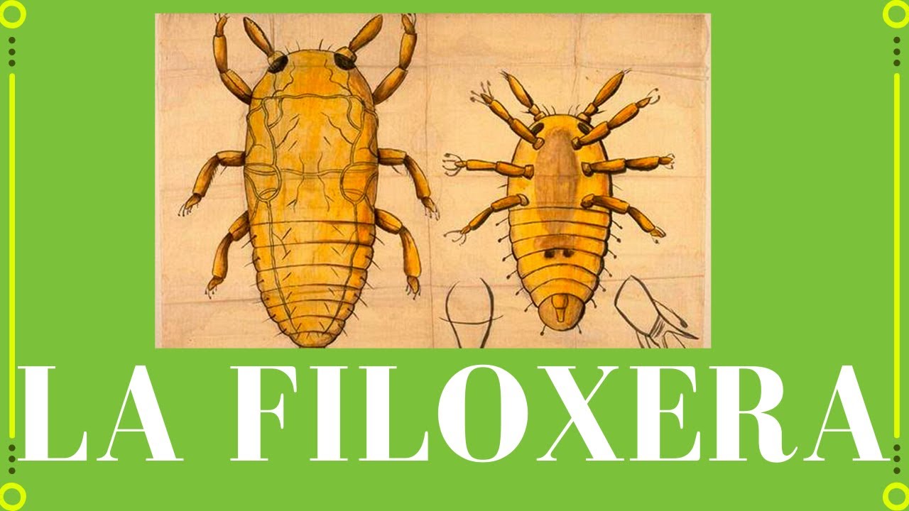 👉¡¡La FILOXERA & ESPAÑA!! 😱[COMPLETO][EXPLICADO][CURSO DE VINOS] - YouTube