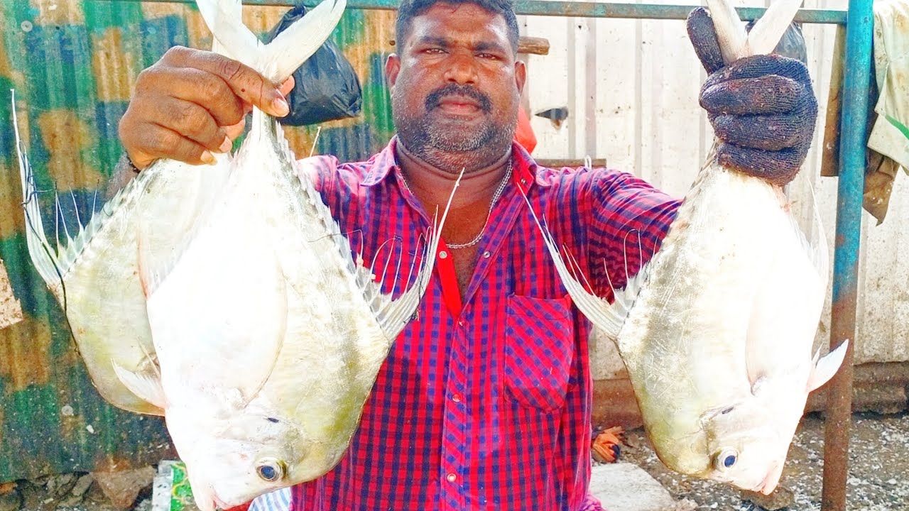 KANNADI PARA FISH THEGA PARA🔪MINNAI RAJA🔥FISH CUTTING VIDEO IN RJ ...