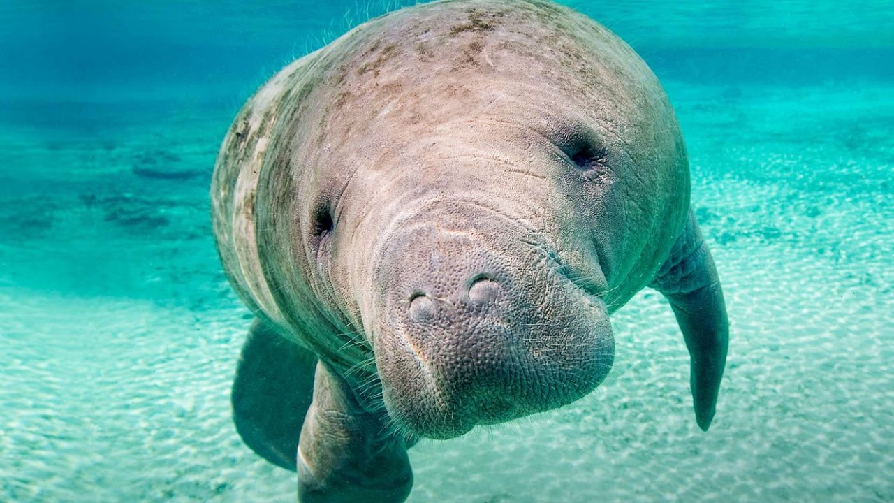 Un lamantin sauvé par une centrale à charbon - ZAPPING SAUVAGE - YouTube