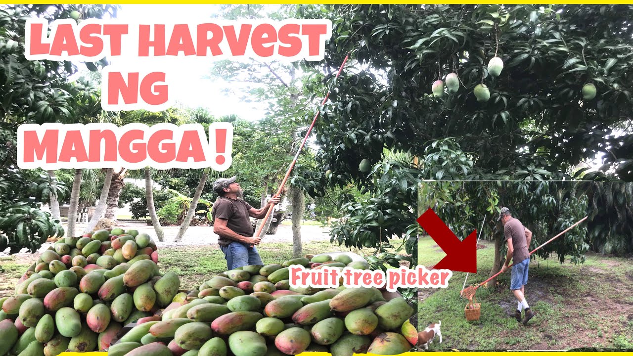 PAANO MAG HARVEST NG MANGGA GAMIT FRUIT PICKER :BUHAY AMERIKA - YouTube