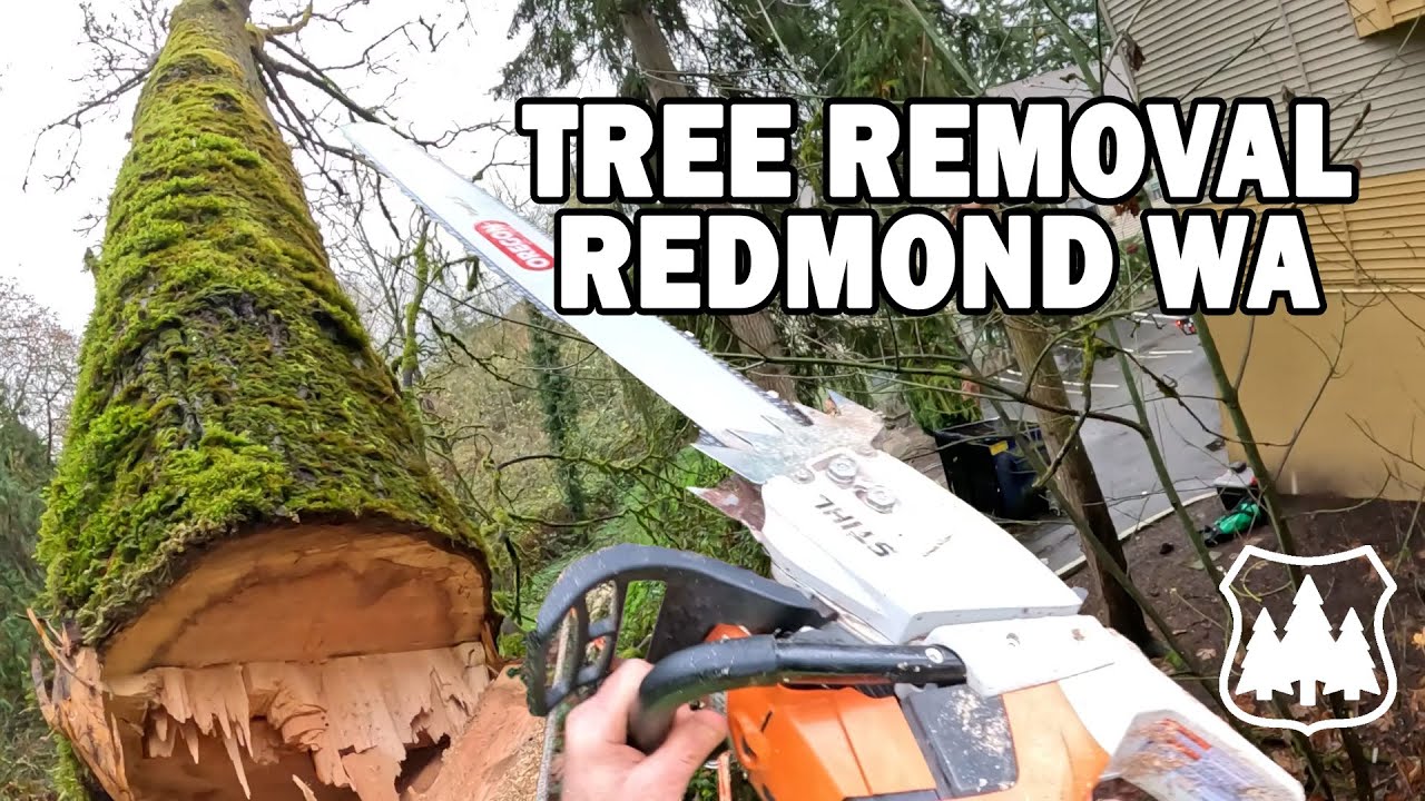 Redmond Tree Removal along busy Redmond Way - YouTube