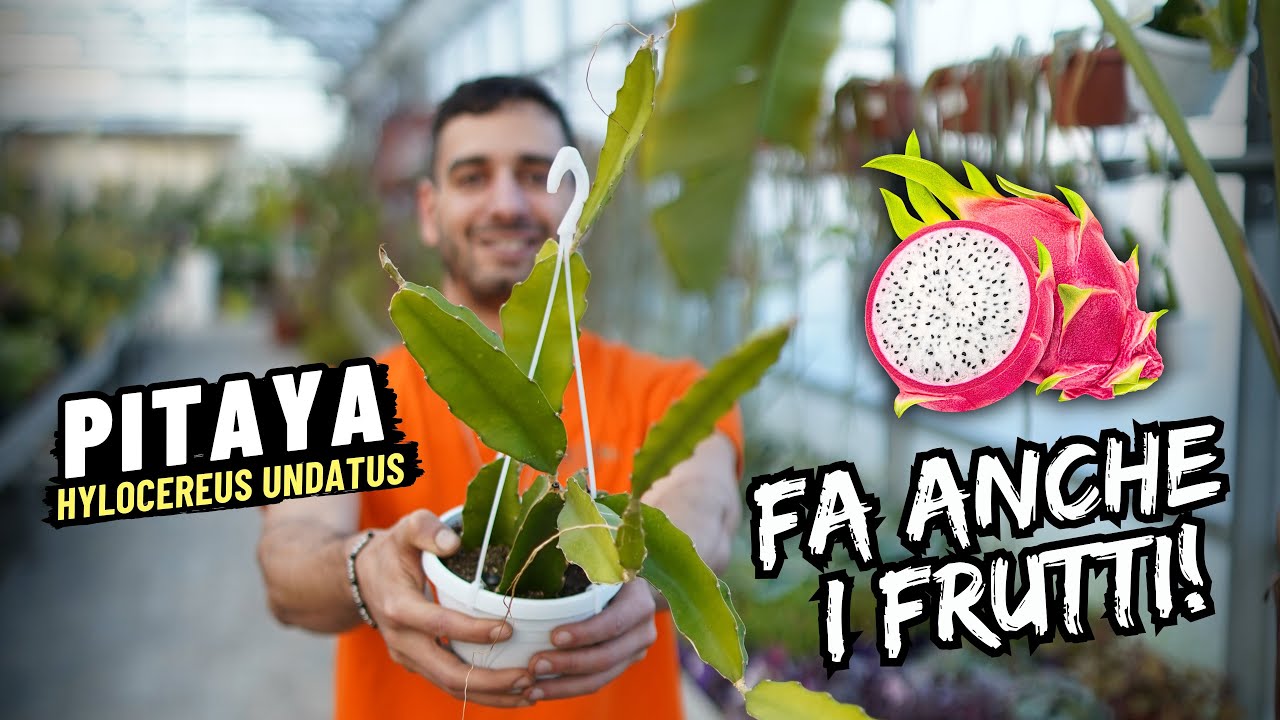 Come si cura l'Hylocereus Undatus, la pianta della Pitaya o Dragon ...