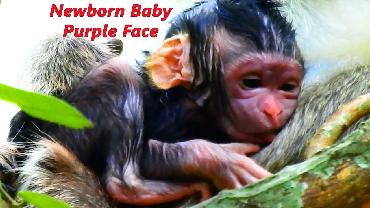 Congrats ! New Baby Just Born But So Worry About Newborn Baby Purple ...