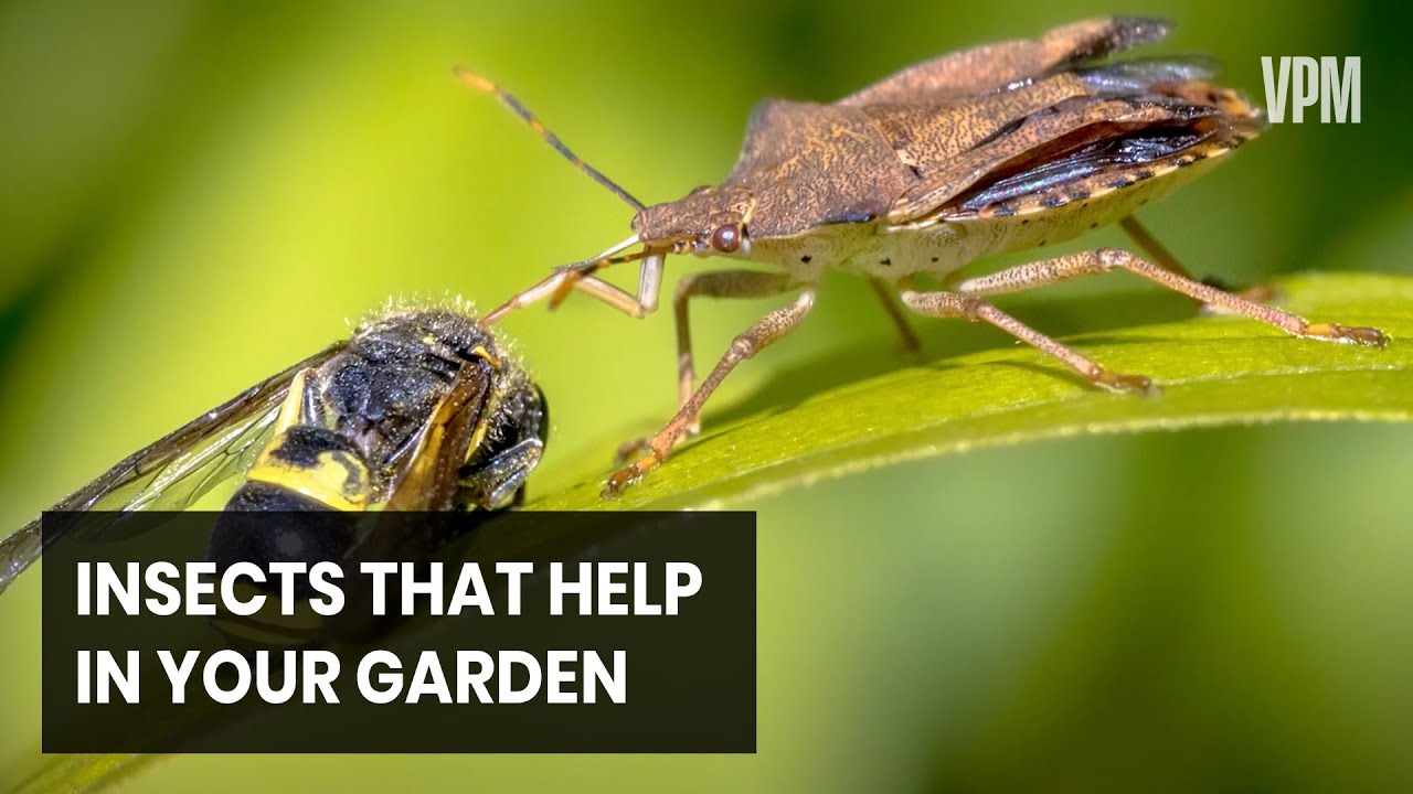 Safely Stop Pests in Your Vegetable Garden - YouTube