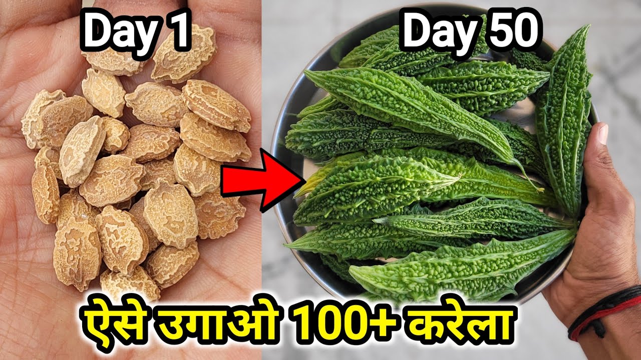 इतने करेले आएंगे पड़ोसी को बाटने पडंगे | How to grow karela/Bitter ...