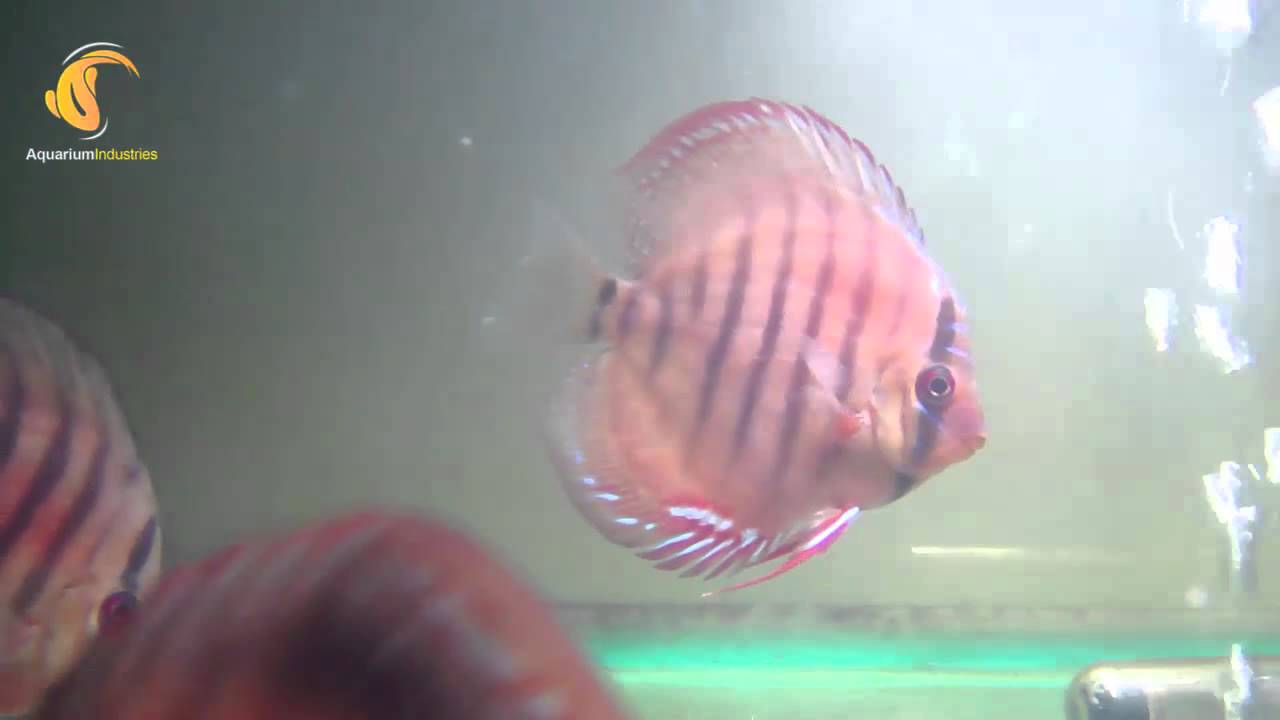 9cm Santarem Discus Stendker - YouTube