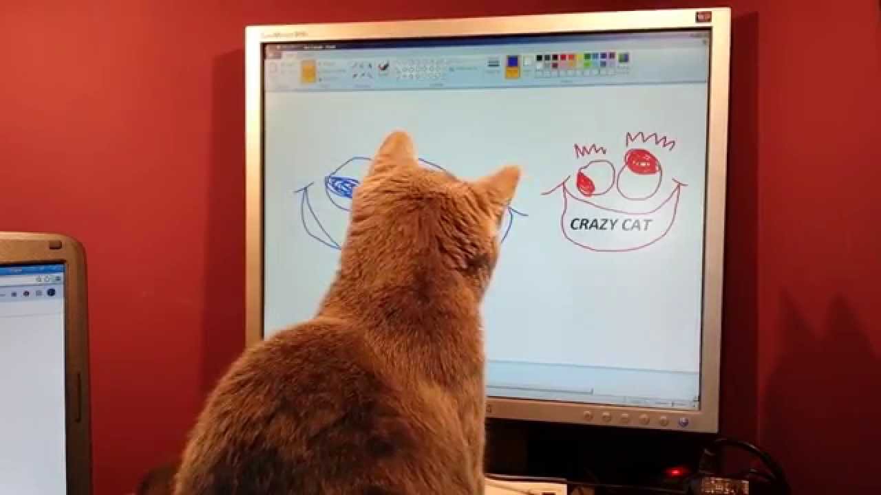 KOT i KOMPUTER :D crazy Cat :DVD krejzol ; p | ForumWiedzy - YouTube