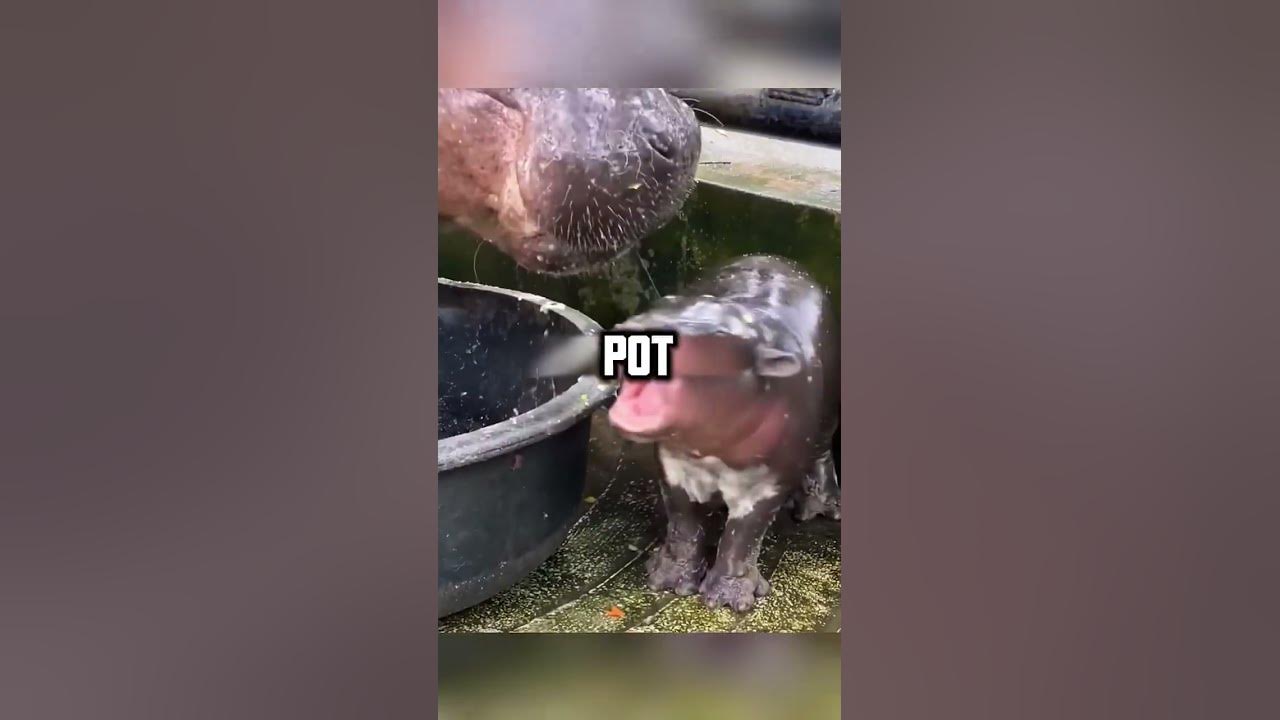 ВЫ НЕ ПОВЕРИТЕ НО ЭТО САМЫЙ МИЛЫЙ БЕГЕМОТИК😍 Youtube