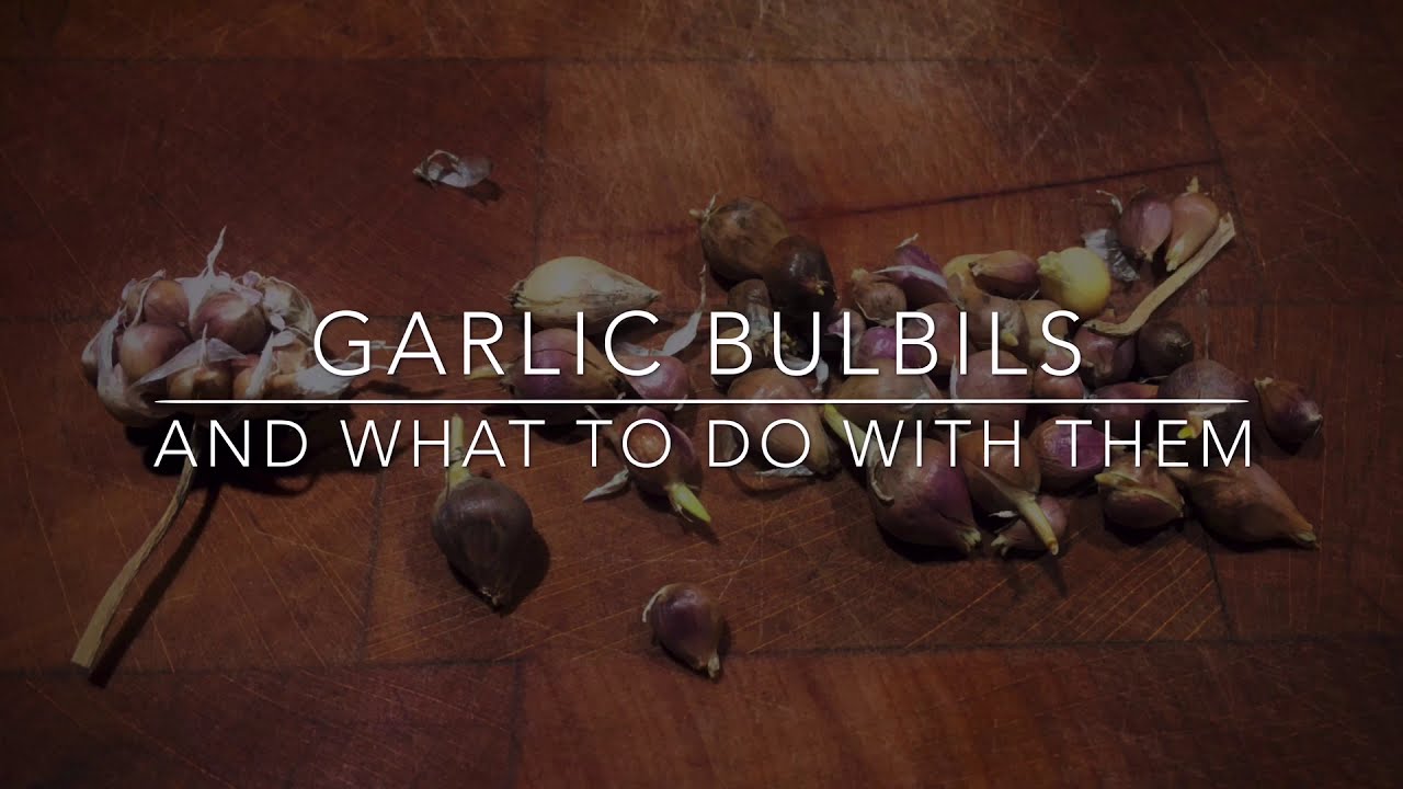 GARLIC BULBILS - WHAT THEY ARE AND WHAT TO DO WITH THEM - Thyme2Grow ...