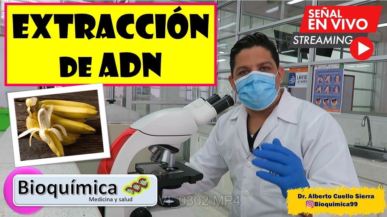 Extracción de ADN del Platano (Banano) - YouTube